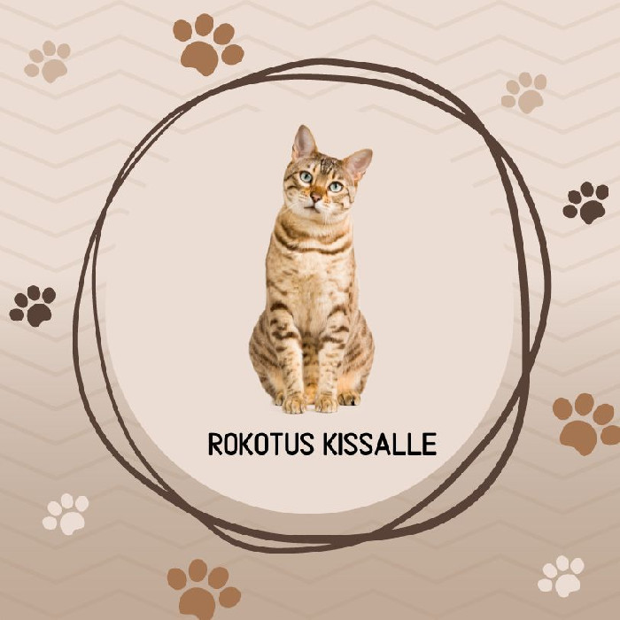 Rokotus kissalle