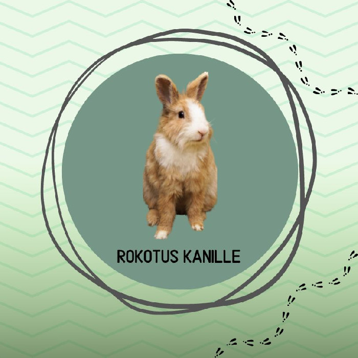 Rokotus kanille :: Eläinsuojelukeskus Miu